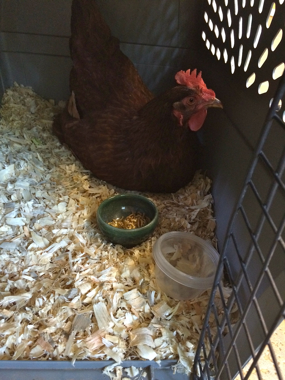 Changing Attitude Toward Vet Visits and Illness - Backyard Poultry